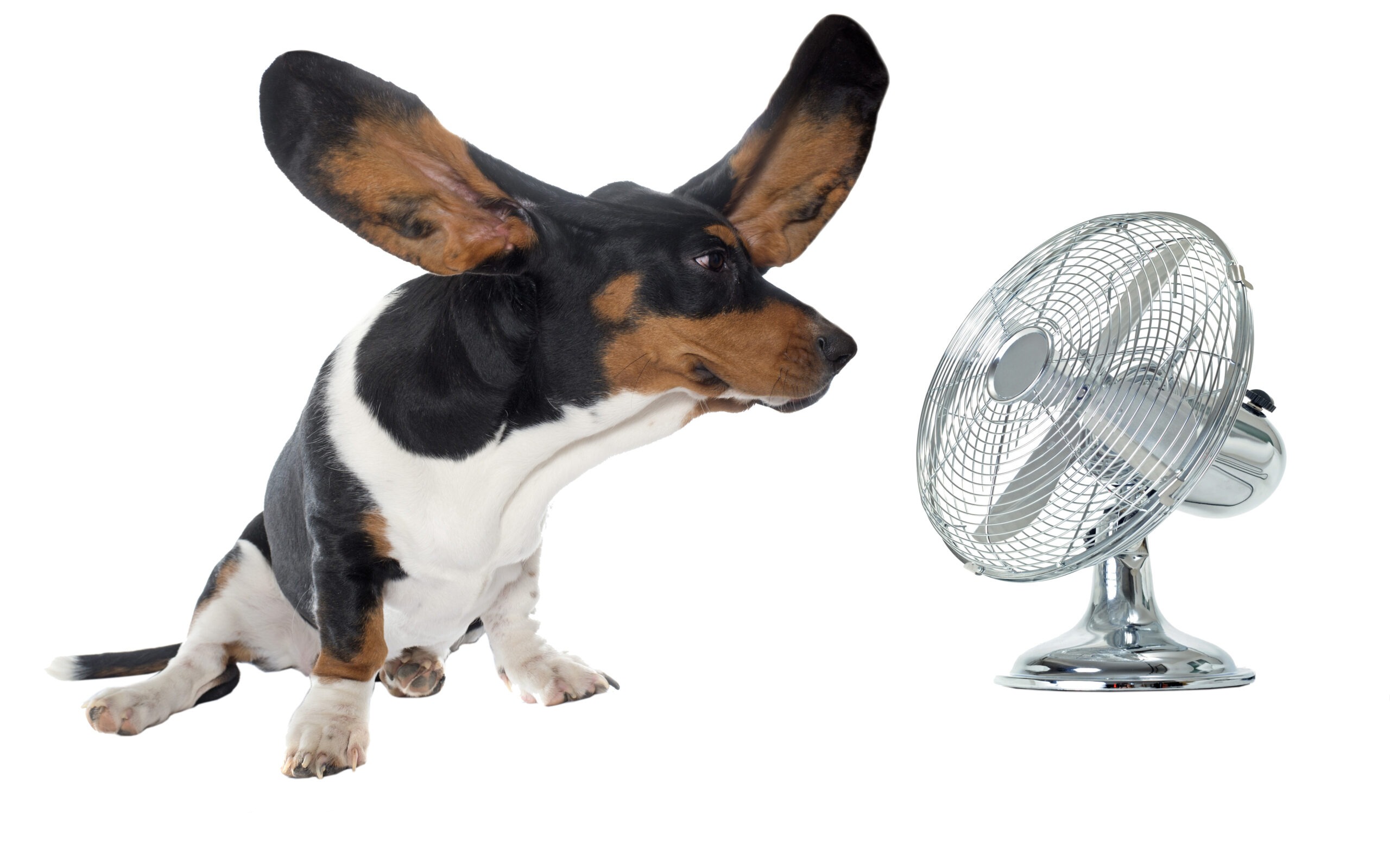 Dog Fan FLOAT | Call Mighty Mike